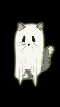 Bashful Cat Gif