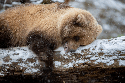 Snow Day GIF by Woodland Park Zoo - Find & Share on GIPHY