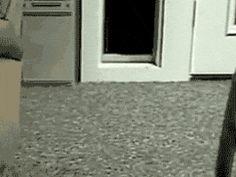 Dog Chasing Cat GIFs - Get the best GIF on GIPHY