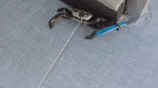 Crab With Knife GIFs - Find & Share on GIPHY