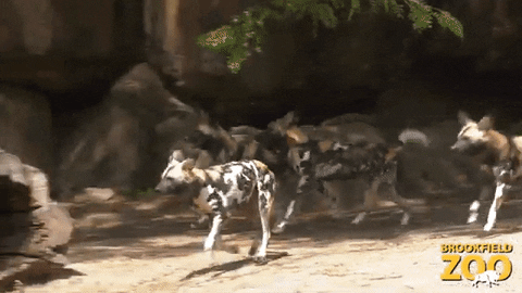 African Painted Dogs GIFs - Get the best GIF on GIPHY