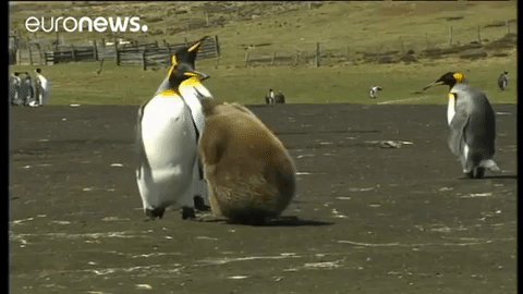 Penguin Slap Gif