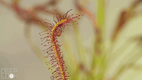 Thigmotropism Gif