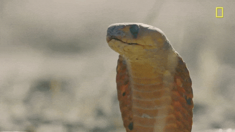 Hostile Planet: Deserts by National Geographic TV | GIPHY