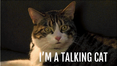 A Talking Cat GIFs - Get the best GIF on GIPHY