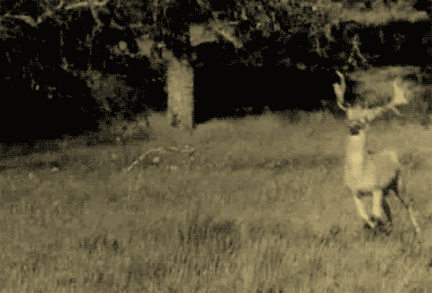 Deer Running Gif