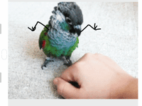 Birds With Arms Gif