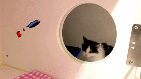 Kitten Fight GIFs - Get the best GIF on GIPHY
