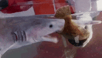 Goblin Shark Attack Gif