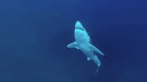 Sharks With Lasers Gif