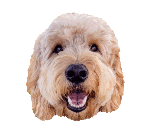 Golden Doodle Dog Sticker by beangoods for iOS & Android | GIPHY