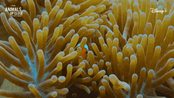 Animals Up Close GIFs on GIPHY - Be Animated