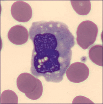 Organelles GIFs - Get the best GIF on GIPHY