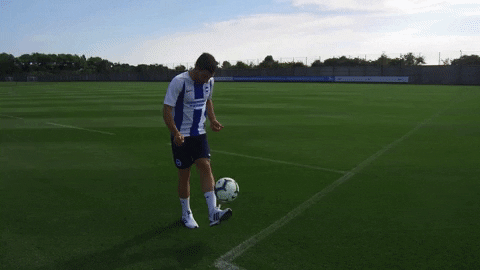 Bhafc GIF by Brighton & Hove Albion Football Club - Find & Share on GIPHY