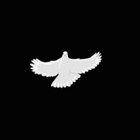 Dove Bird Flying Gif