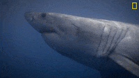 Goblin Shark Attack Gif