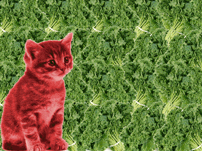 Hungry Cat GIF by audreyobscura - Find & Share on GIPHY