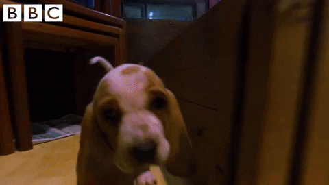 Chasing Basset Hound GIF by CBBC - Find & Share on GIPHY