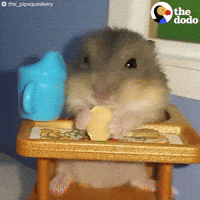 Hamster Gif