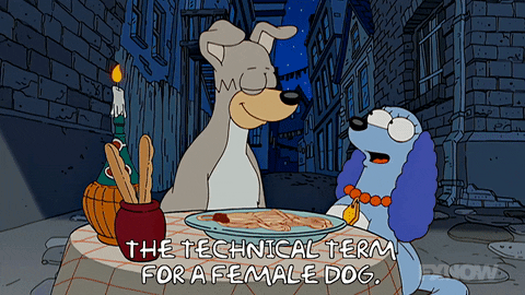 Female-dogs GIFs - Get the best GIF on GIPHY