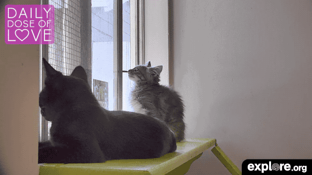 Kittens Daily Dose Of Love GIF by explore.org - Find & Share on GIPHY