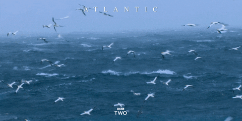 Animated Clipart Of Sea Birds