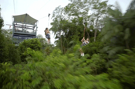 Flyingfox GIFs - Get the best GIF on GIPHY