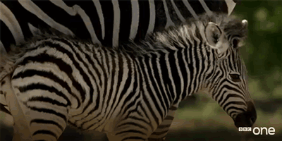 Bbc One Zebra GIF by BBC - Find & Share on GIPHY
