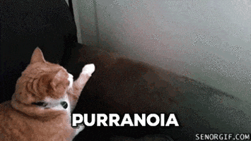 Paranoid Cat GIFs - Get the best GIF on GIPHY
