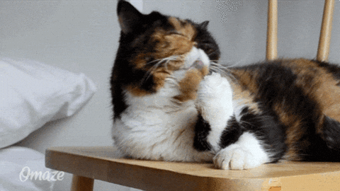 Pudge-the-cat GIFs - Get the best GIF on GIPHY