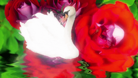 Video Art Swan GIF by Zita Nagy - Find & Share on GIPHY
