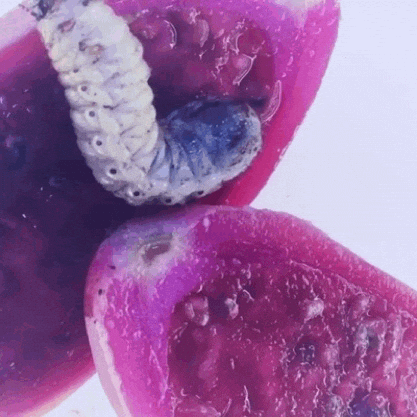Maggots In Foot Gif