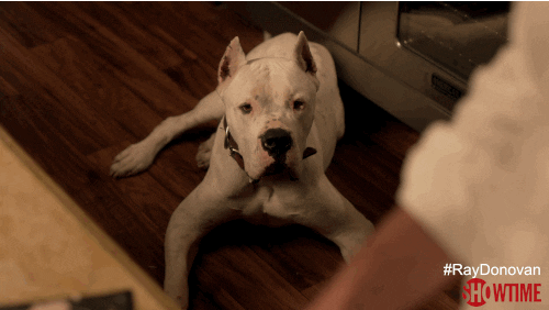 Dono Dog GIFs - Get the best GIF on GIPHY