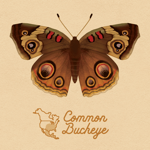 Tabletop-whale GIFs - Get the best GIF on GIPHY