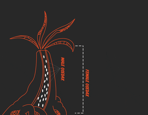 Decompose Gifs Find Share On Giphy Find & Share On GIPHY