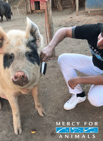 Animal Rights GIFs - Find & Share on GIPHY