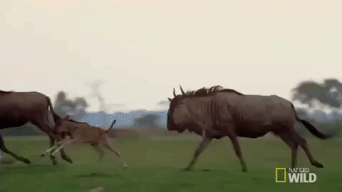 Wildebeest Stampede Gif