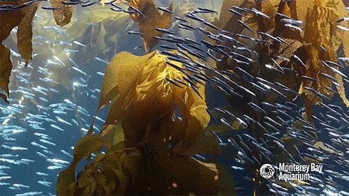 Seaweed GIFs - Find & Share on GIPHY