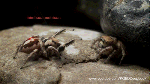 Spider Mating GIFs - Get the best GIF on GIPHY