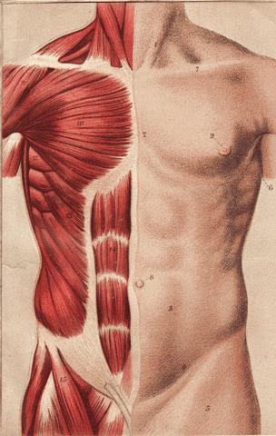 Internal Organs GIFs - Get the best GIF on GIPHY