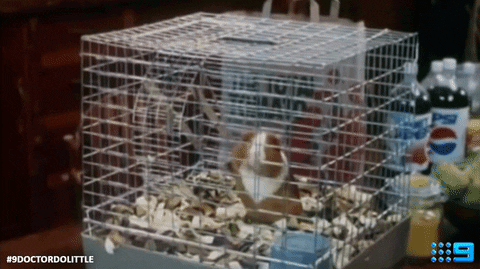 Doctor Dolittle GIFs - Get the best GIF on GIPHY