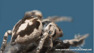 Jumping Spider Gif