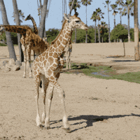 Giraffe Walking Gif