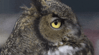 Barn Owl Flying Gif
