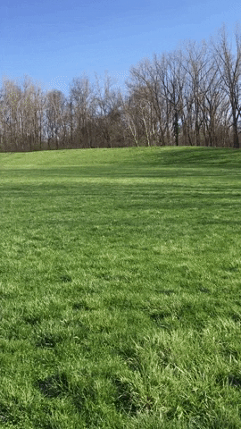 Dog Spring GIF by KeepUpWithJaz - Find & Share on GIPHY