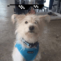 Deal With It Gif Dog
