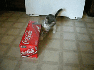 Cat Box GIF by America's Funniest Home Videos - Find & Share on GIPHY