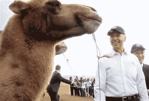 New trending GIF tagged joe biden camel via… | Trending Gifs