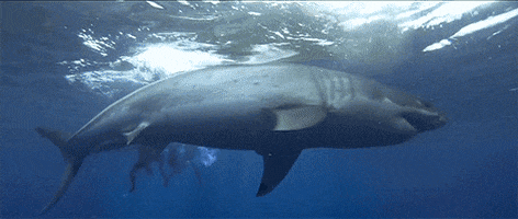 Shark Attack Horror GIF by Shudder - Find & Share on GIPHY