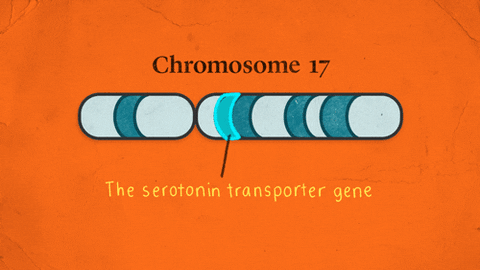 Chromosome 17 GIFs - Get the best GIF on GIPHY